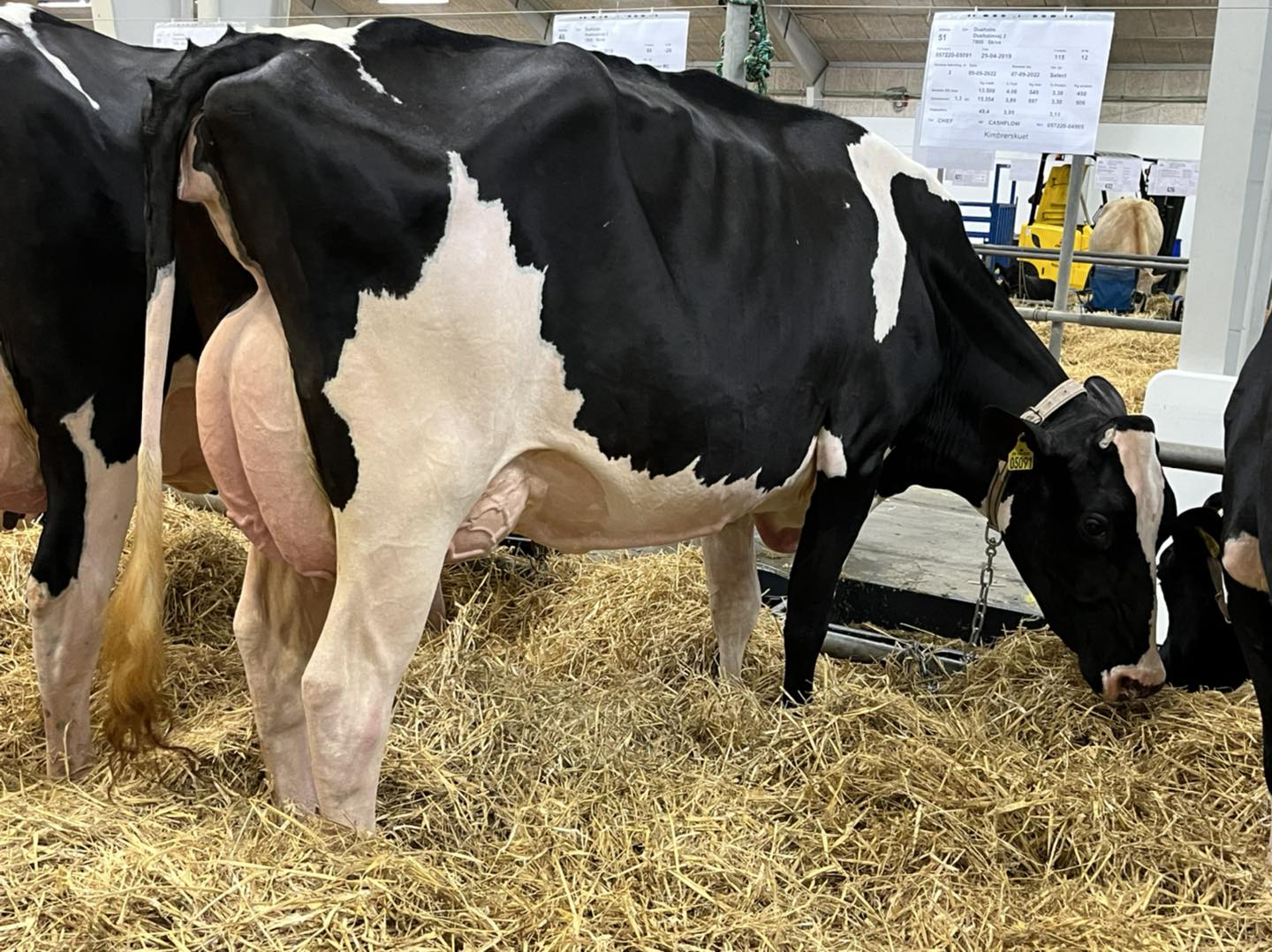 Great classification & show results for Dueholm Breeding! Great classification & show results for Dueholm Breeding!